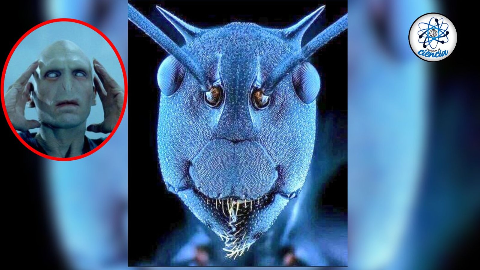 Descubierta en Australia: Hormiga “Voldemort”, la temible depredadora ...