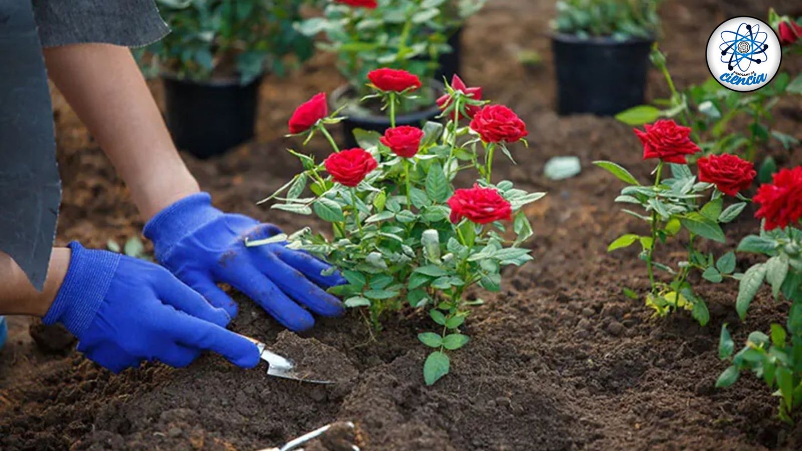 Reproduce tus rosas fácilmente con este truco de jardinería – Noticias Puerto Santa Cruz