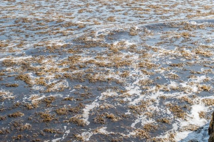 Alerta en el litoral español: el alga asiática amenaza las playas – Noticias Puerto Santa Cruz