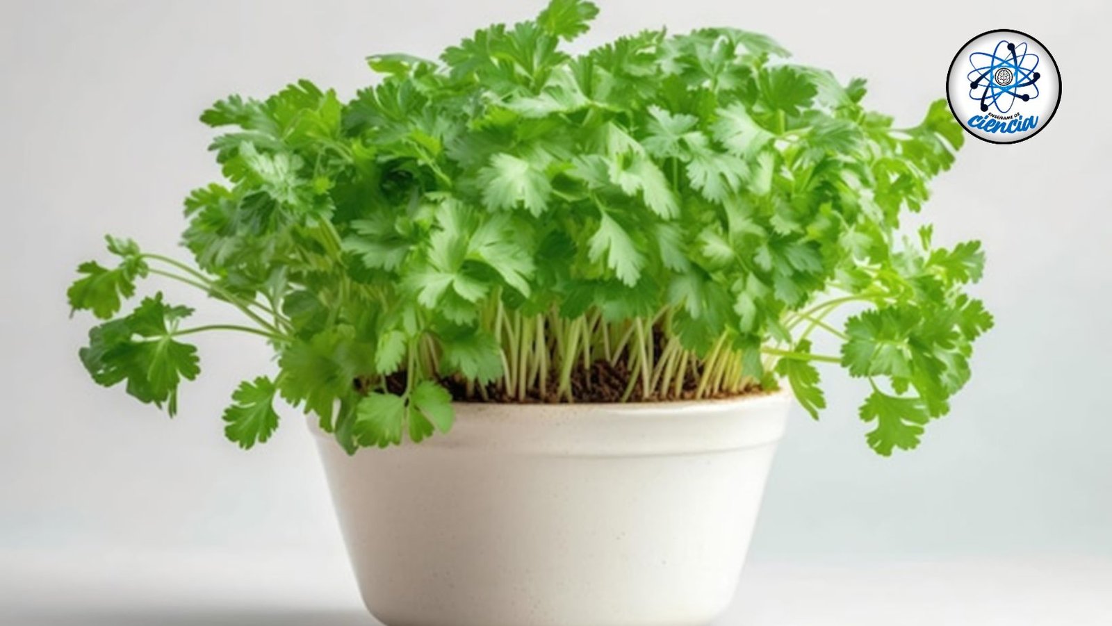 Cultiva tu propio cilantro en casa: guía paso a paso para espacios ...