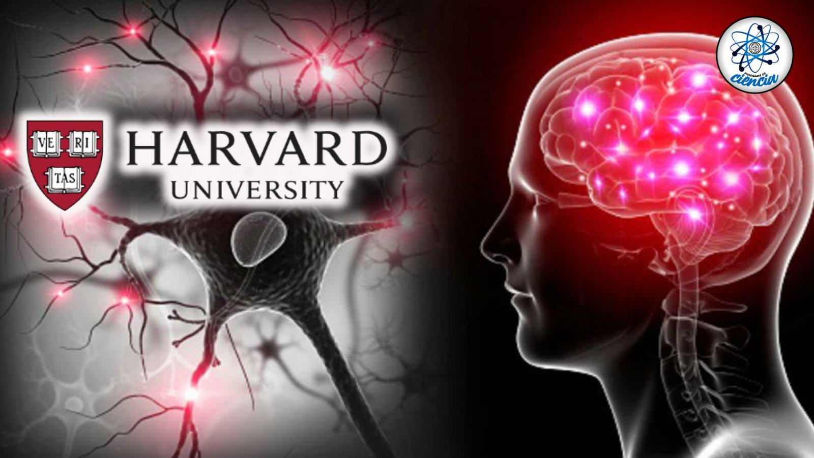 Curso de Neurociencia Gratis de Harvard: Aprende sobre el Sistema ...