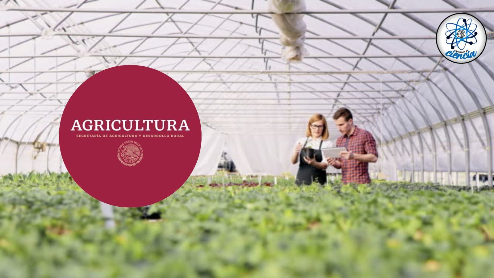 Secretaría de Agricultura ofrece empleo con sueldo de hasta 87 mil ...