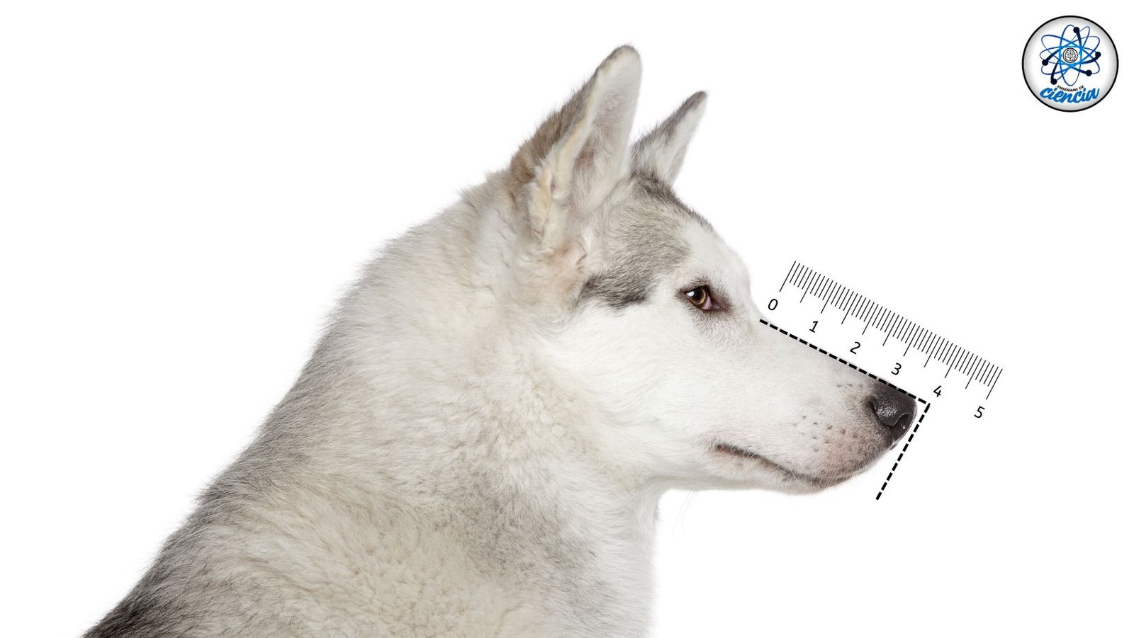 La longitud del hocico puede predecir la esperanza de vida de los ...