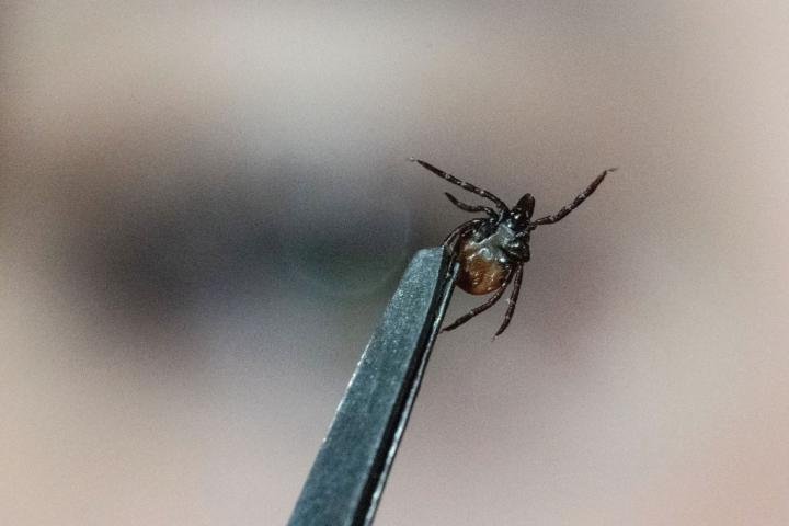 Elimina las garrapatas de tu jardín con estas plantas aromáticas ...